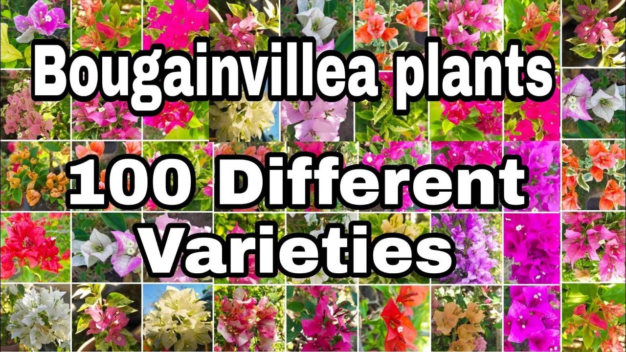 100 DIFFERENT VARIETIES OF BOUGAINVILLEA PLANTS WITH ID'S/ NAMES | BOUGAINVILLEA COLLECTION