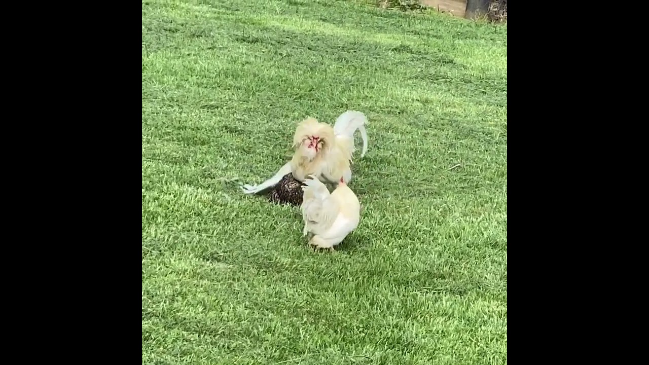 Rooster mating
