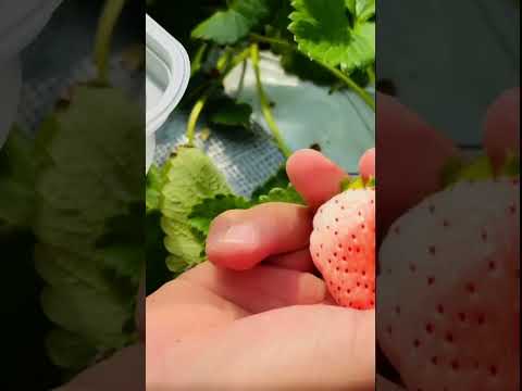 How to properly pick strawberry in a Japanese way! #Yokohama #Japan #Strawberry #StrawberryPicking