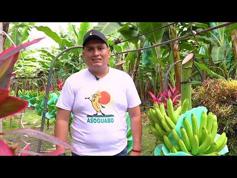 Equifruit - How are Fairtrade bananas harvested in Ecuador?
