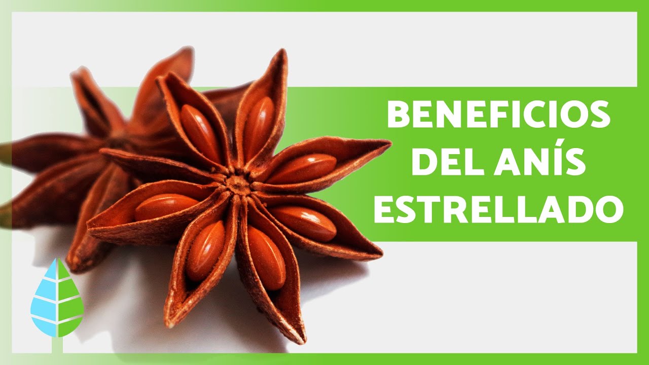 Para qué SIRVE el ANÍS ESTRELLADO 🤎 Propiedades, Beneficios y Contraindicaciones