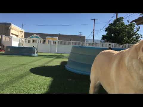 Dog Day Care with Anxious Dogs