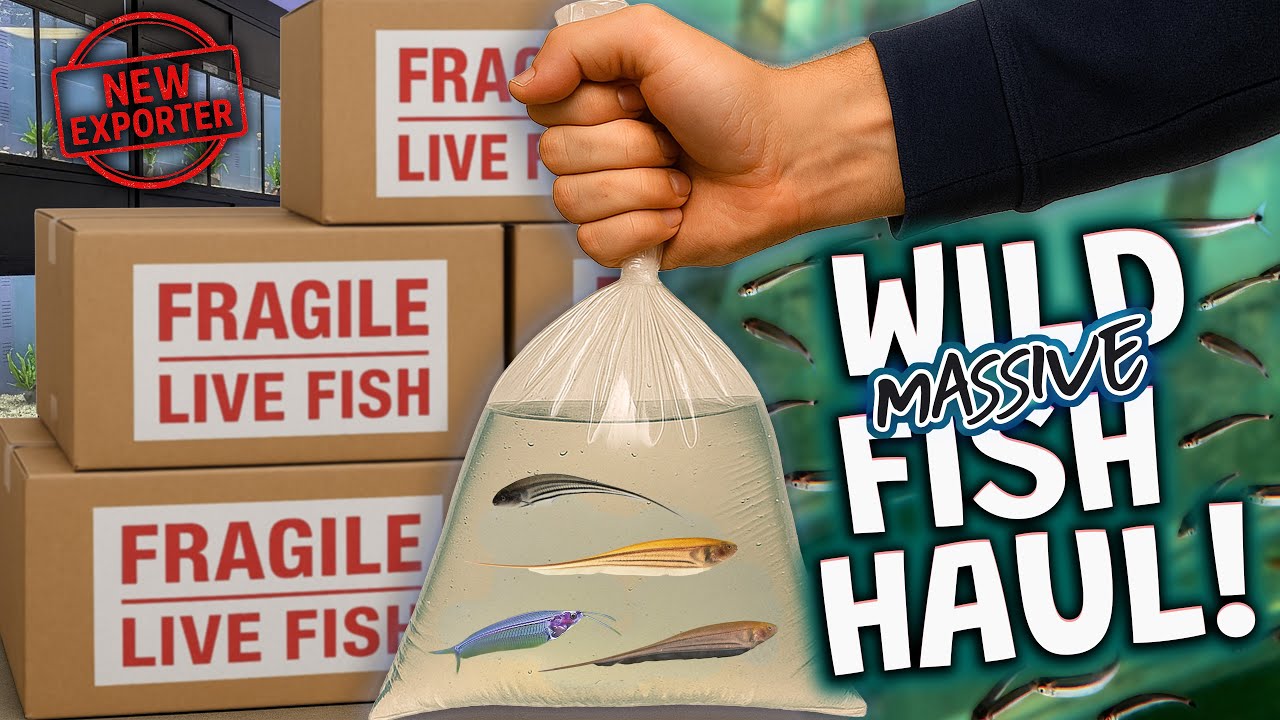 Massive Wild Fish Haul from Colombia! Testing a New Amazon Exporter