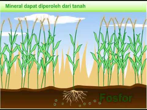 MINERAL DARI TANAH