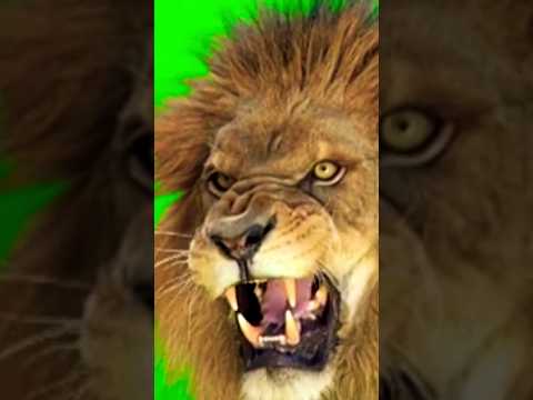 Big lion | Danger lion | Angry lion | male lion roar| #lion #roar #animals #wildlife #short #shorts