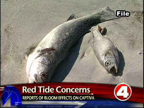 Red tide concerns in southwest Florida