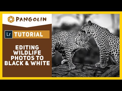 Black And White Photography: Editing your wildlife images in Lightroom