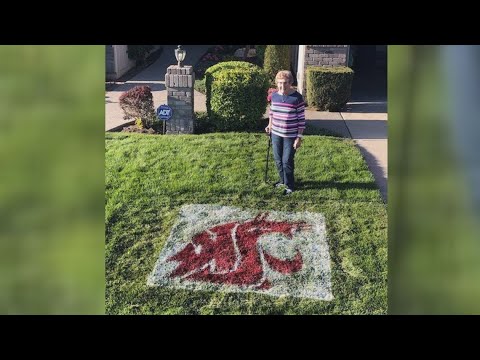 Longtime WSU fan gets Cougs logo stenciled into yard as a surprise