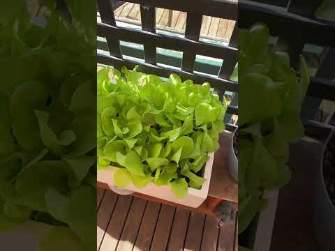 Lettuce seedlings ready to transplant