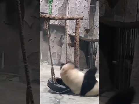 ""bored panda funny"๐คฃ๐๐คฃ #short