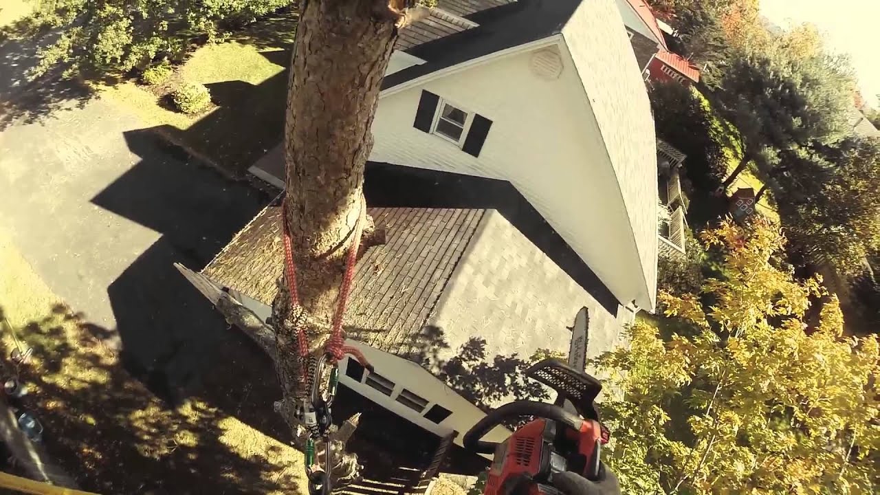 Rigging the top of a large Pine