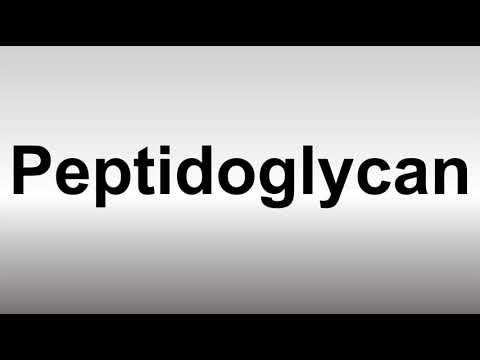 How to Pronounce Peptidoglycan