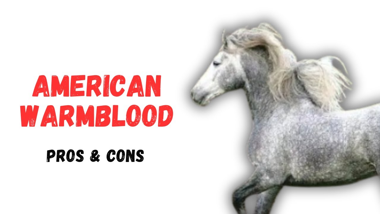 American Warmblood Horse Pros and Cons -American Warmblood Horse Advantages and Disadvantages