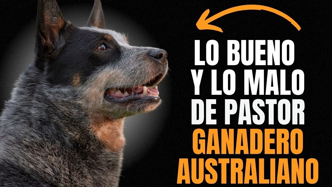 PASTOR GANADERO AUSTRALIANO: VENTAJAS Y DESVENTAJAS DE TENER UNO.