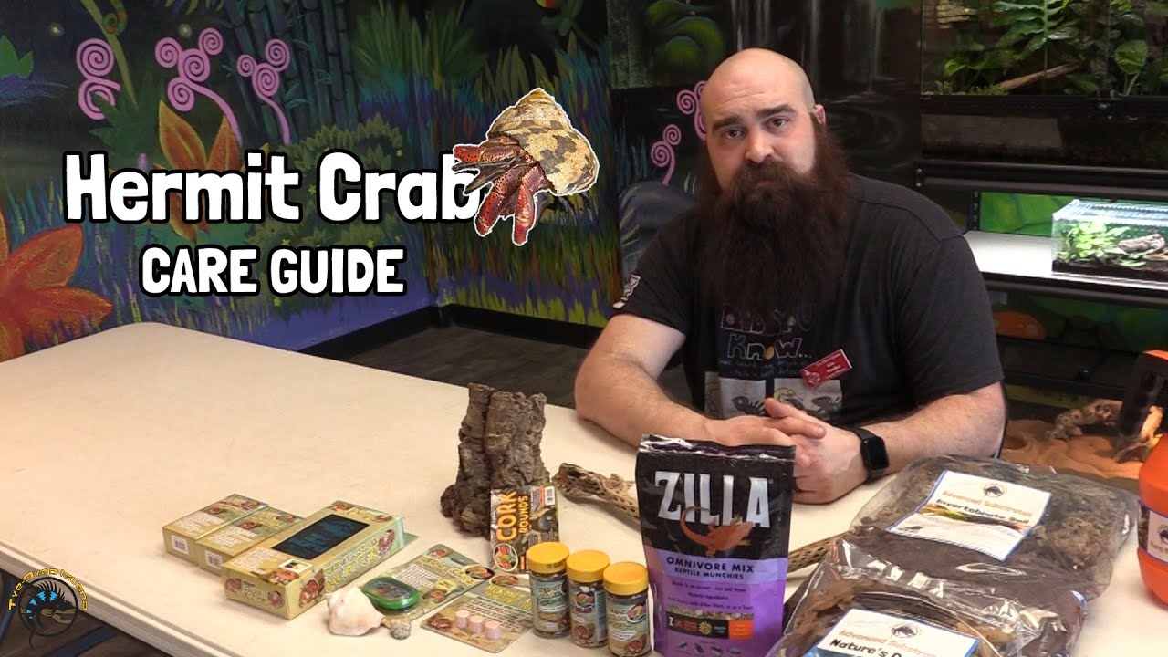 How to Take Care of a Pet Hermit Crab! 🦀 - A TDI Care Guide!