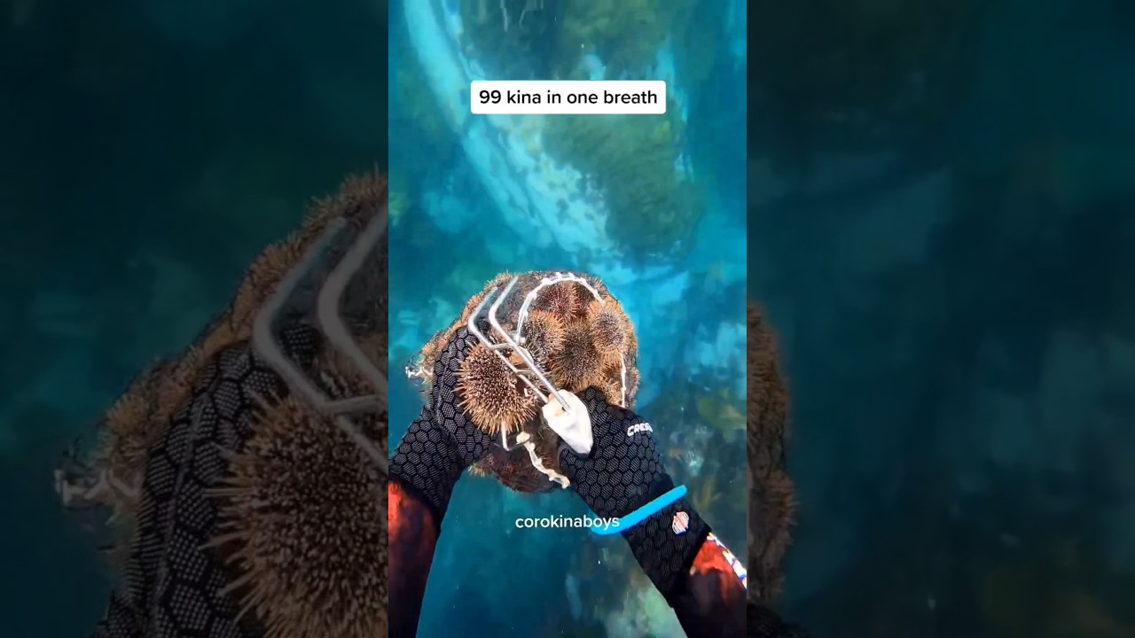 one of my best dives to date #asmr #kina #pestcontrol