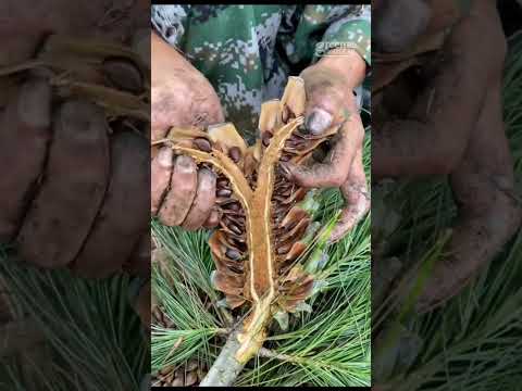 Pine Nuts Harvesting | Have You Ever Seen This Before?