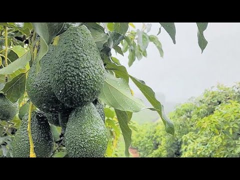 KILIMO CHA PARACHICHI NJOMBE « Habari Online na Elimtaa Live