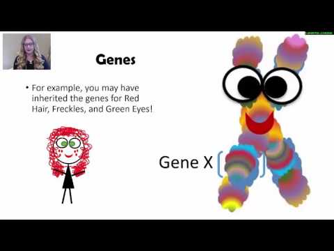 Genetic Inheritance of Human Sexuality