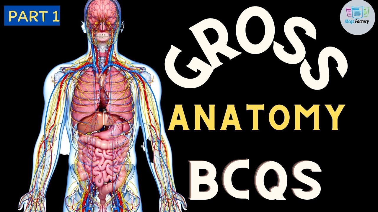Gross Anatomy Practice Bcqs Part 1 | Medical Officer | Mcqsfactory Official