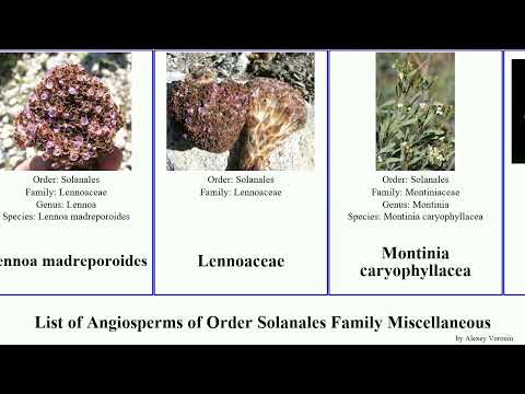 List of Angiosperms of Order Solanales Family Miscellaneous christmas tree false desert spiny
