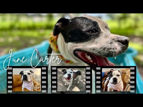 Dog for adoption - June Carter the Bestest Pittie!, a Pit Bull Terrier ...