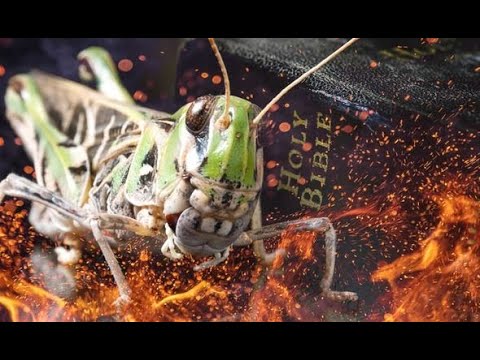 What does Bible say about Locusts and its attack on Nations?