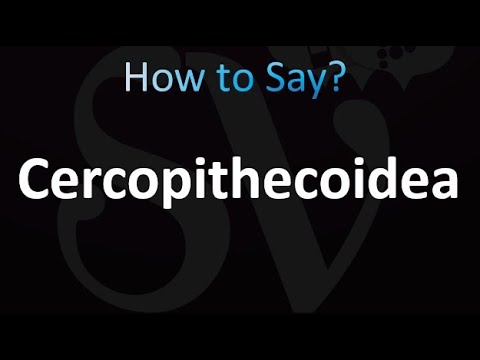 How to Pronounce Cercopithecoidea (correctly!)