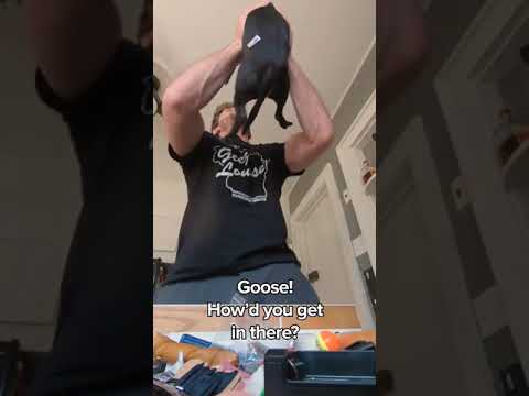 Monday chuckles | bluebird of bitterness