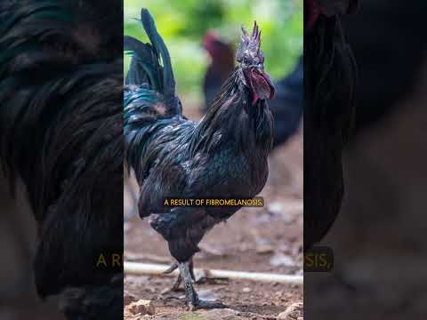 Why Is the Ayam Cemani Chicken So Expensive? #shorts #history #science #animals #chicken #money