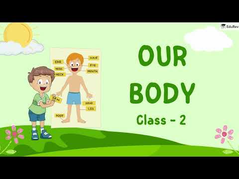 Our Body Video Lecture - Class 2