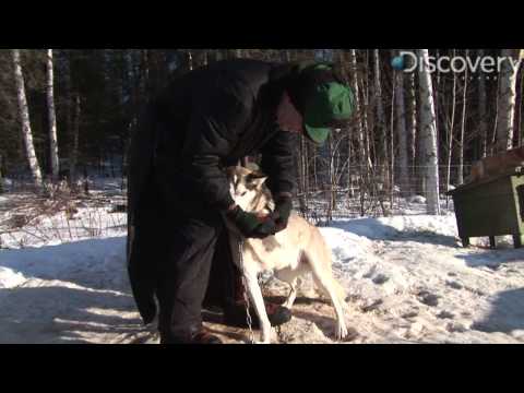 Iditarod: A Tough Journey for Dogs