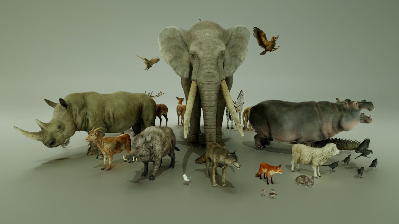 Animal Full Pack Showcase