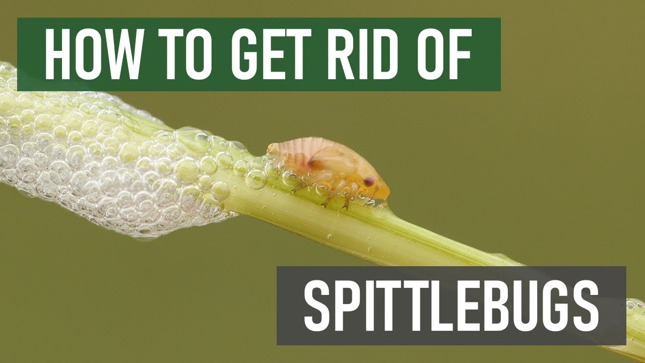 Spittlebug Control: How To Get Rid of Spittlebugs | DIY Spittle Bug ...