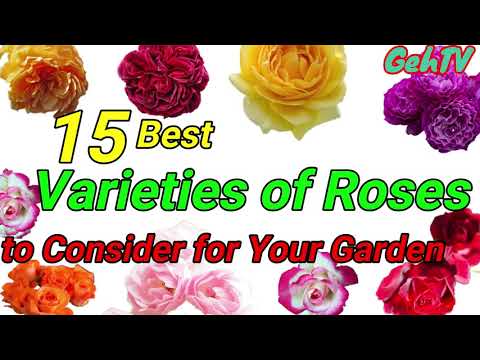 15 BEST VARIETIES OF ROSES | CLASIFICATIONS OR ROSES |GehTV