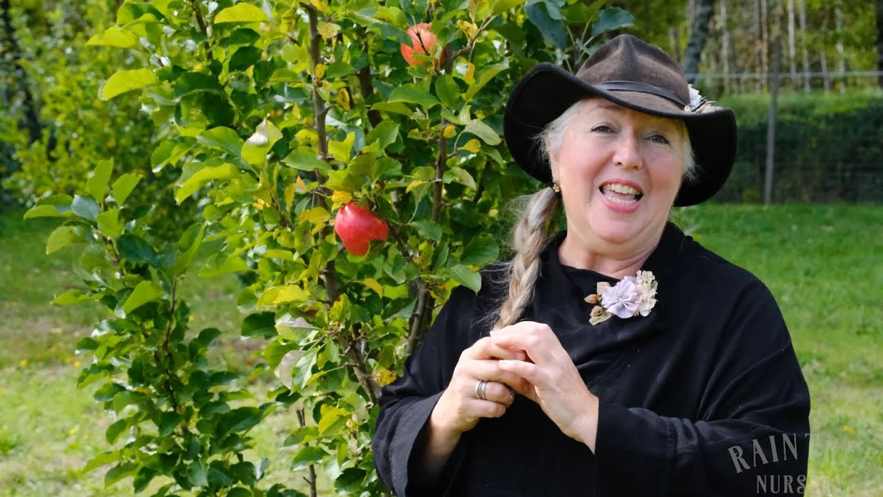 Raintree Nursery Fruit Feature: Tasty Red Urban Apple!