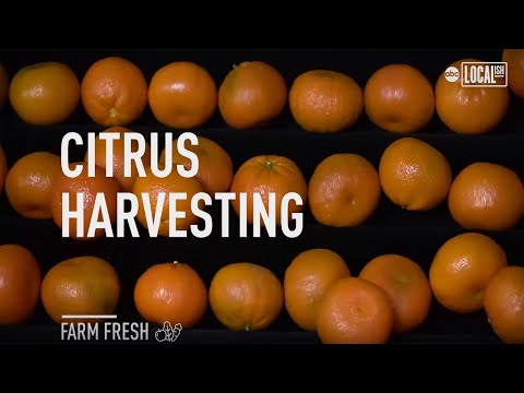 How Oranges Get Harvested | Localish