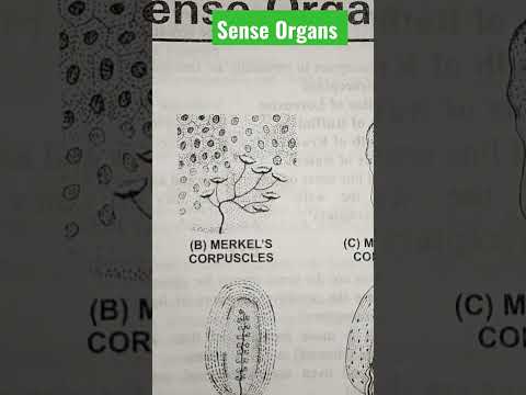 some receptors of general senses#biology #neet #gk #sense organs #Learn bio & education