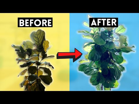Notching a Fiddle Leaf Fig: The COMPLETE GUIDE to Encourage New Branches!