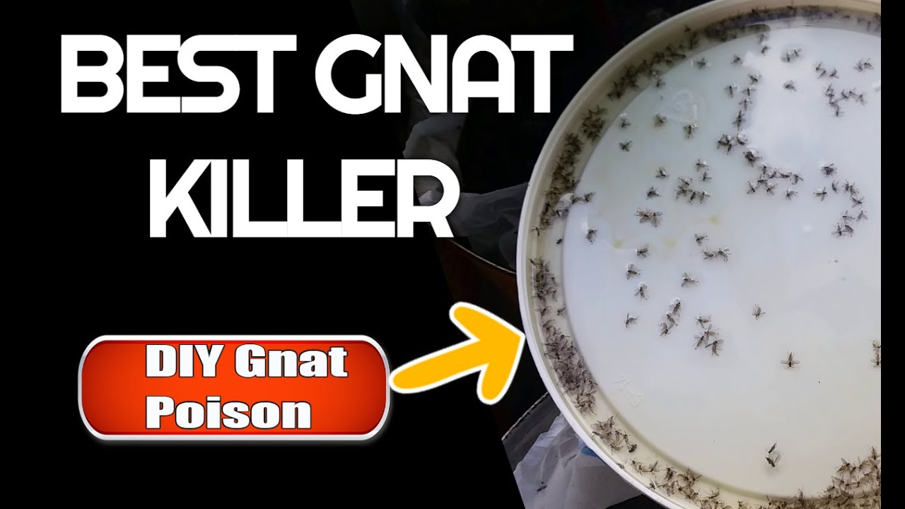 Best Gnat Killer How to get rid of gnats & fruit flies