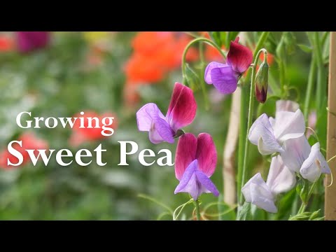 Growing Sweet Pea Flower / Sweet Pea Care / How To Grow Sweet Peas in container.
