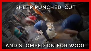 PETA Released Footage Of Australian Sheep Being Abused During Shearing ...