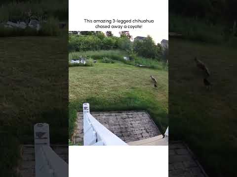 Amazing 3-Legged Chihuahua Defends Home Against Coyote!