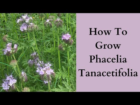 Kaip auginti Phacelia Tanacetifolia