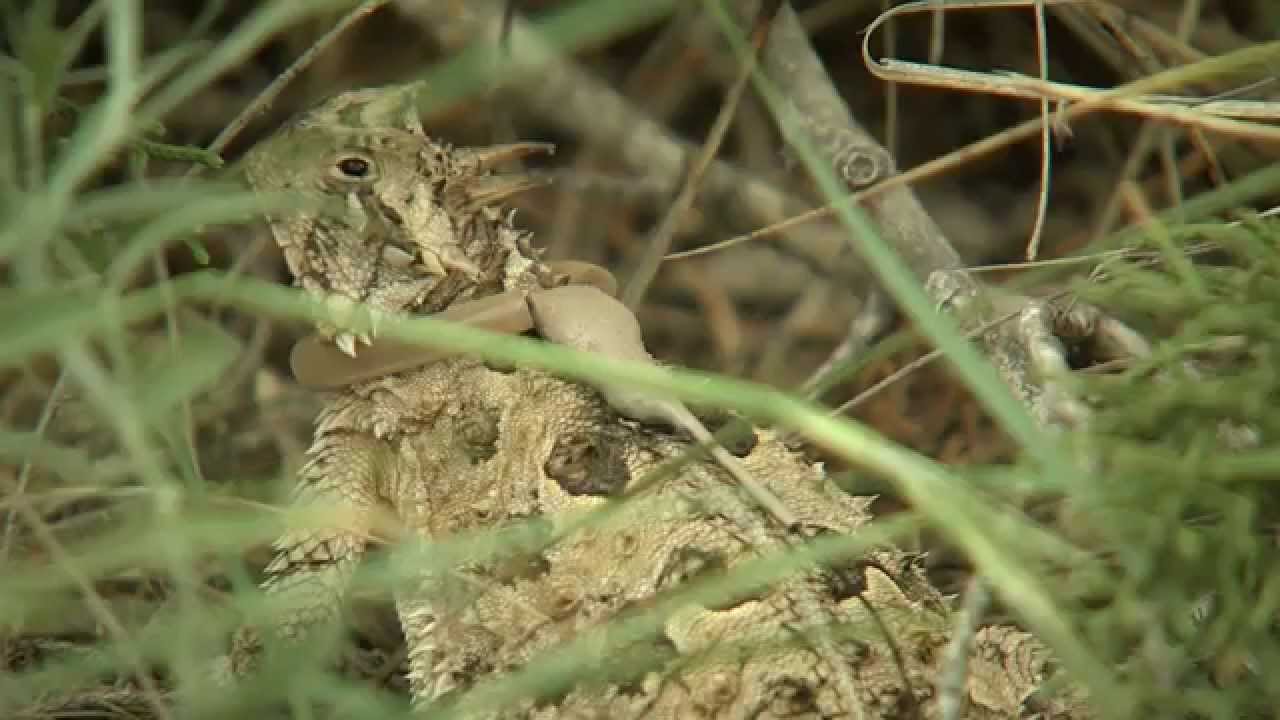 Horned Lizards on the Move