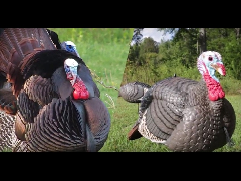 H.S. Strut Lite Jake Turkey Decoy | Sportsman's Warehouse