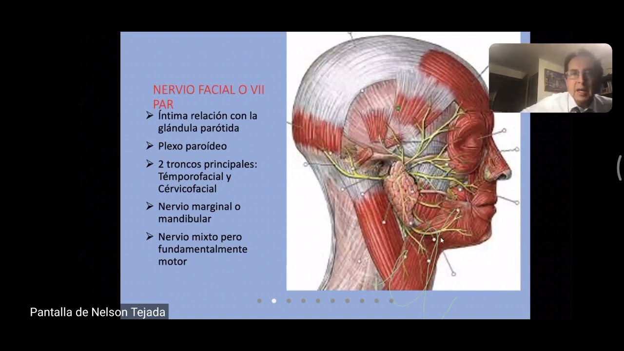 ANATOMÍA QUIRÚRGICA DE CABEZA Y CUELLO