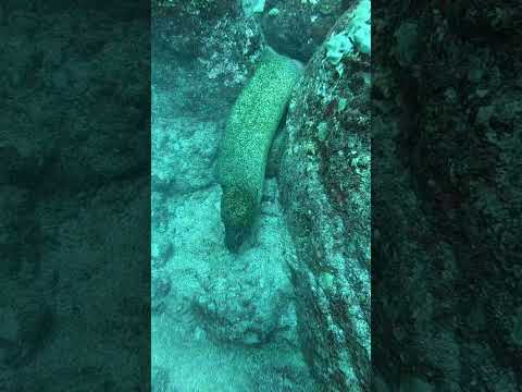 Bitten by eel while hunting mu 😂