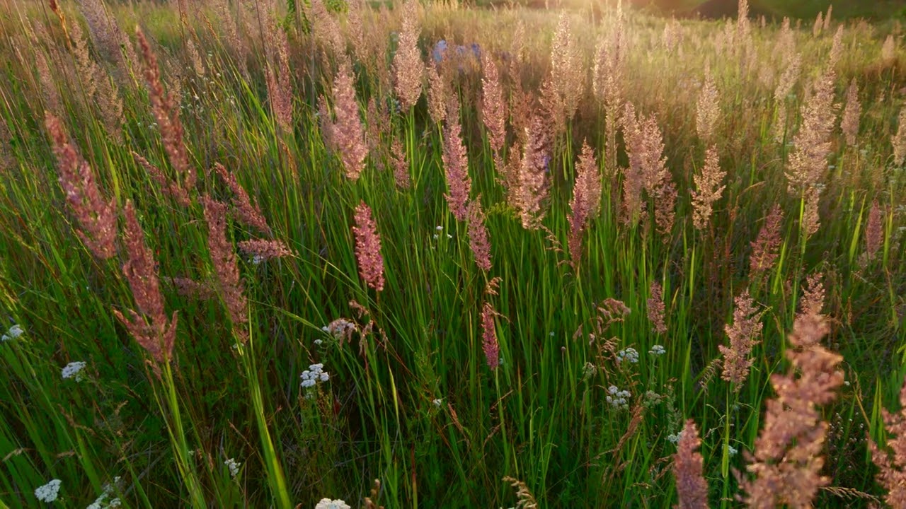 dry Melinis minutiflora, the meadow molasses grass in field at evening summer light