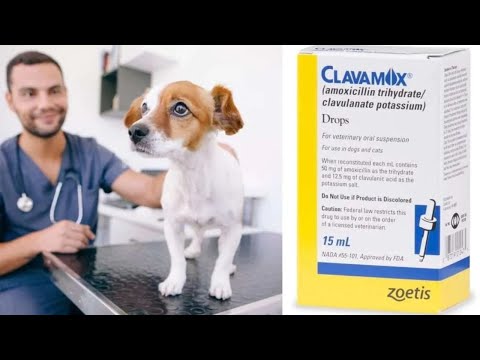 Clavamox For Dogs' Urinary Tract Infections - Beat UTI's In Dogs